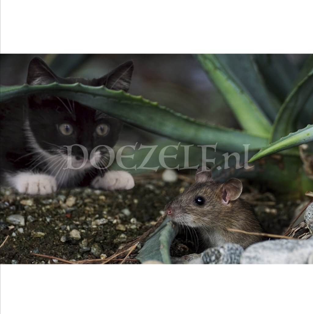 Kat en muis Diamond Painting - Doezelf.nl Hobby & Diamond Painting