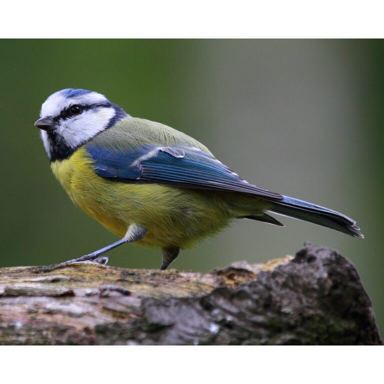 Koolmeesje Diamond Painting - Doezelf.nl